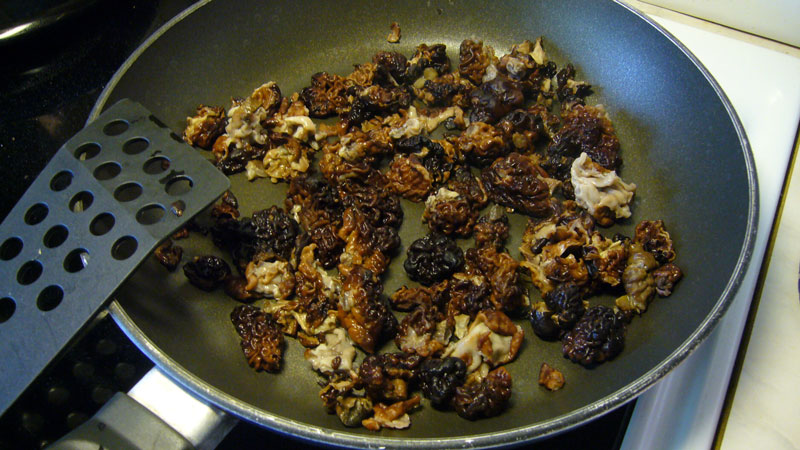 korvasieni_poele | CarlBoileau.com