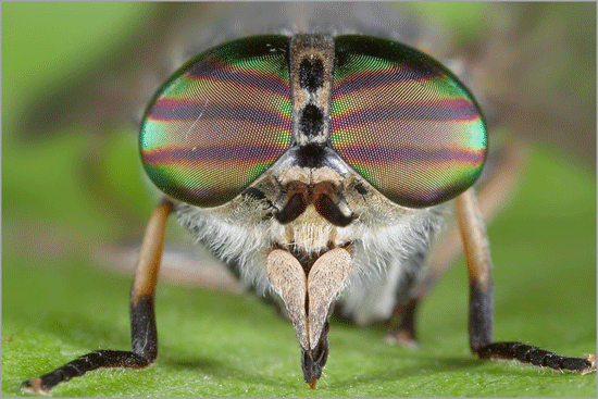 Pour en finir avec la confusion sur certains insectes | CarlBoileau.com